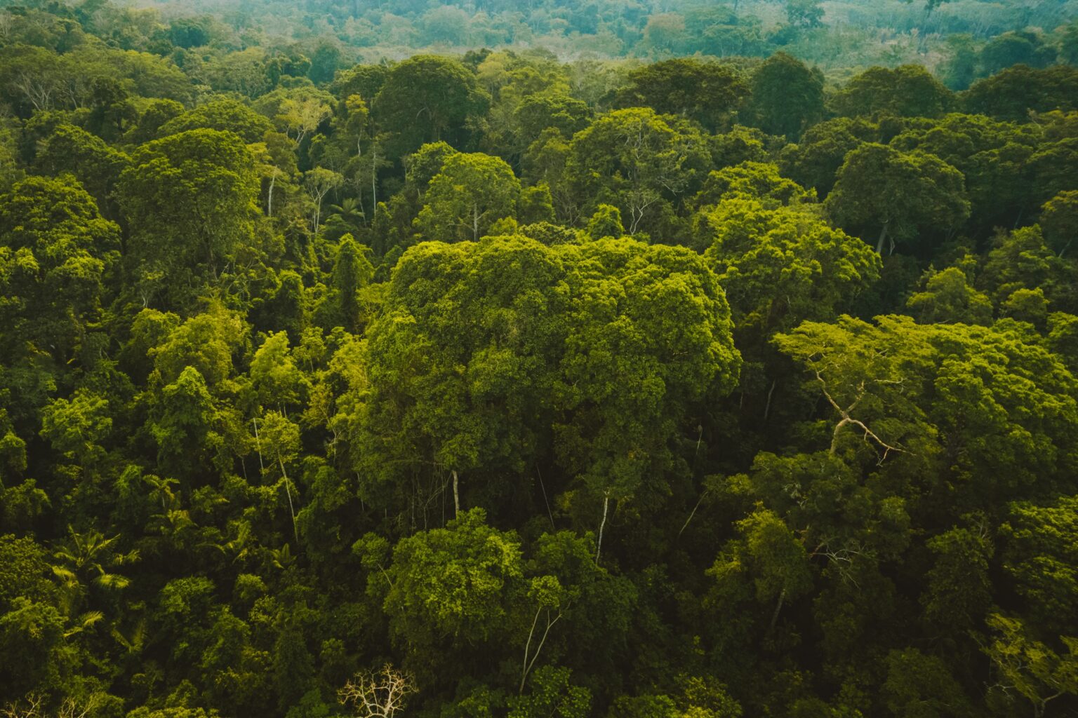 Arapyaú and Ibá join forces to boost the forest restoration sector in ...